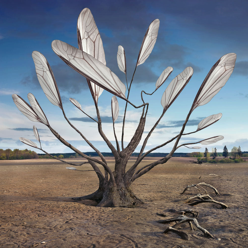 Treewings – These Fine Walls